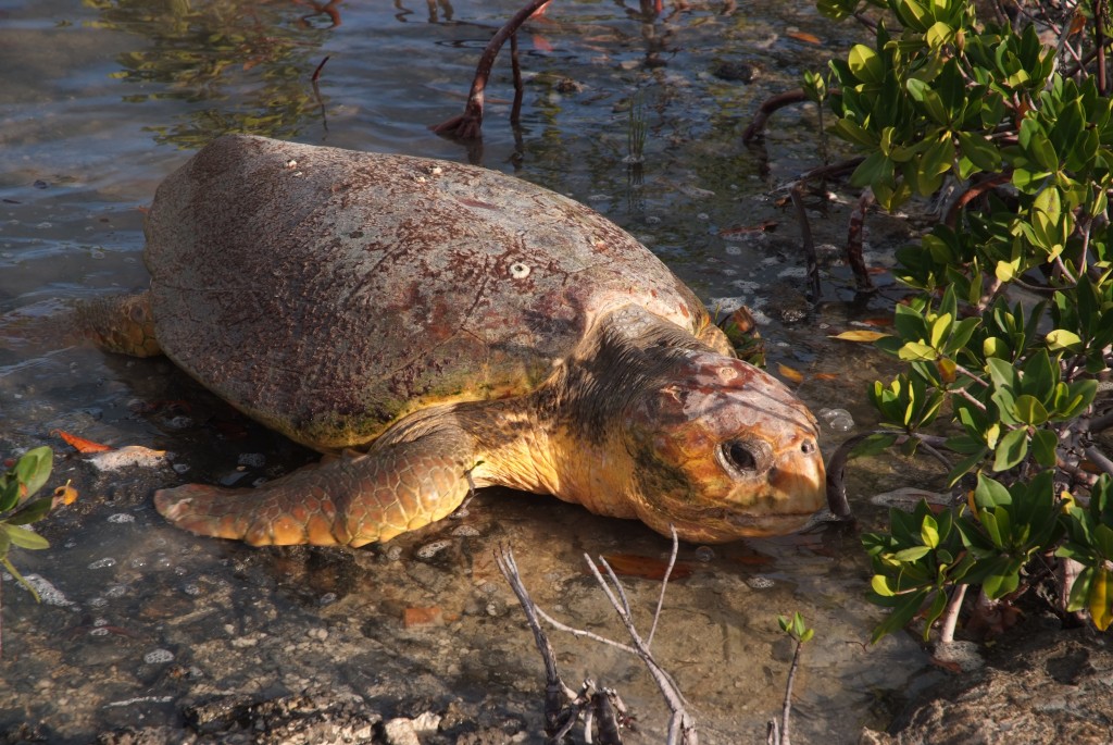 Experience Nature on Grand Bahama Island